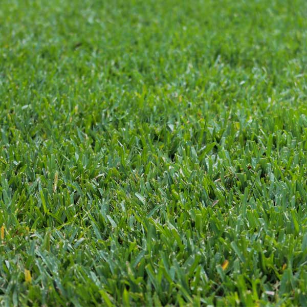 ProVista St Augustine | Everglades Equipment Group